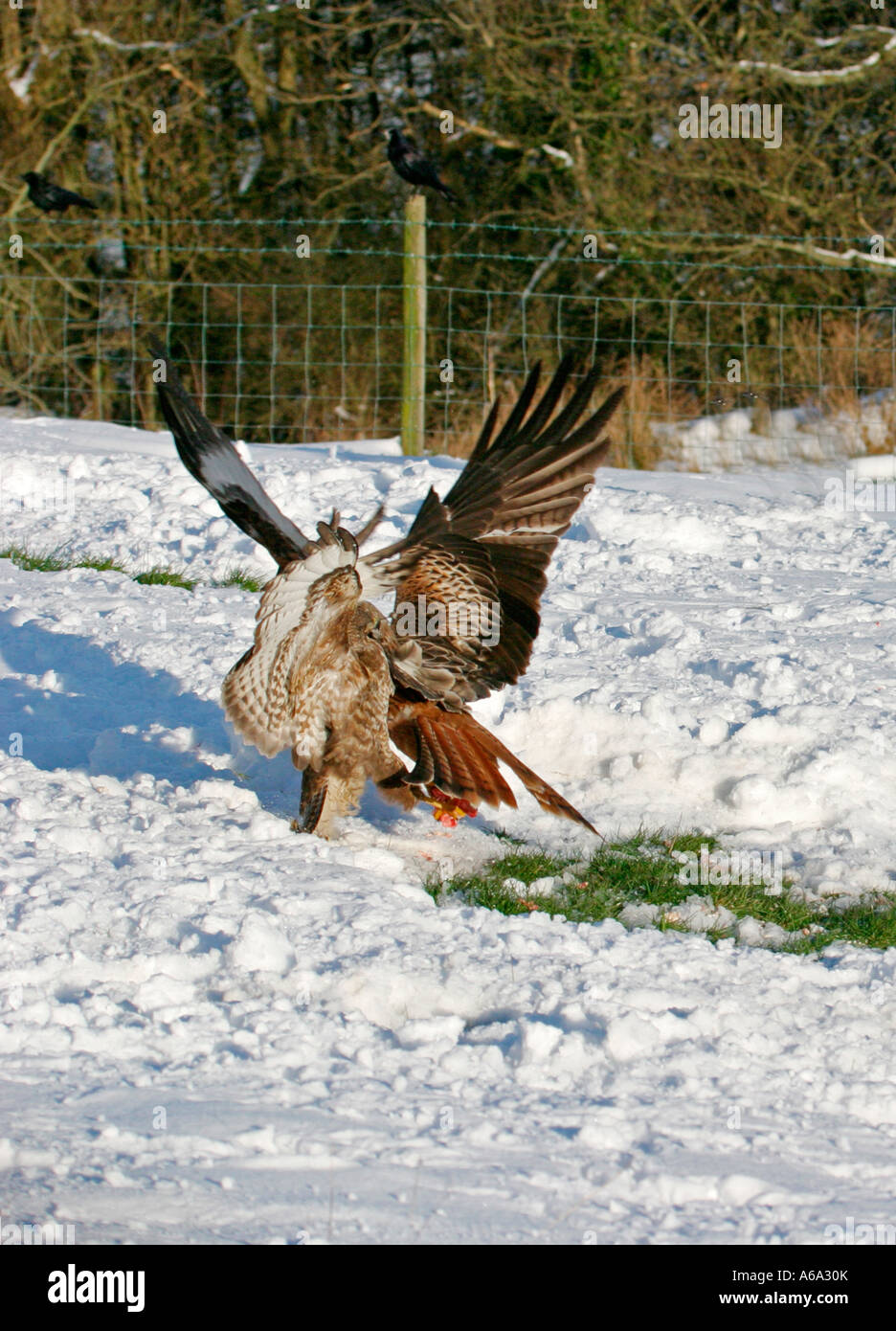 KITE MILVUS MILVUS ATTACKS BUZZARD FOR FOOD Stock Photo - Alamy