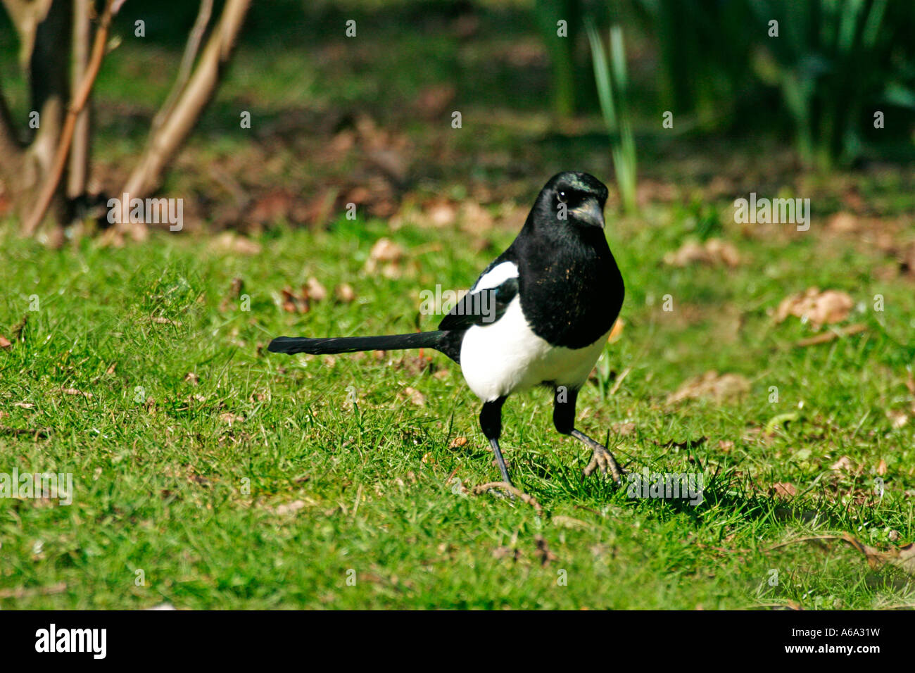 MAGPIE PICA PICA ON LAWN Stock Photo - Alamy