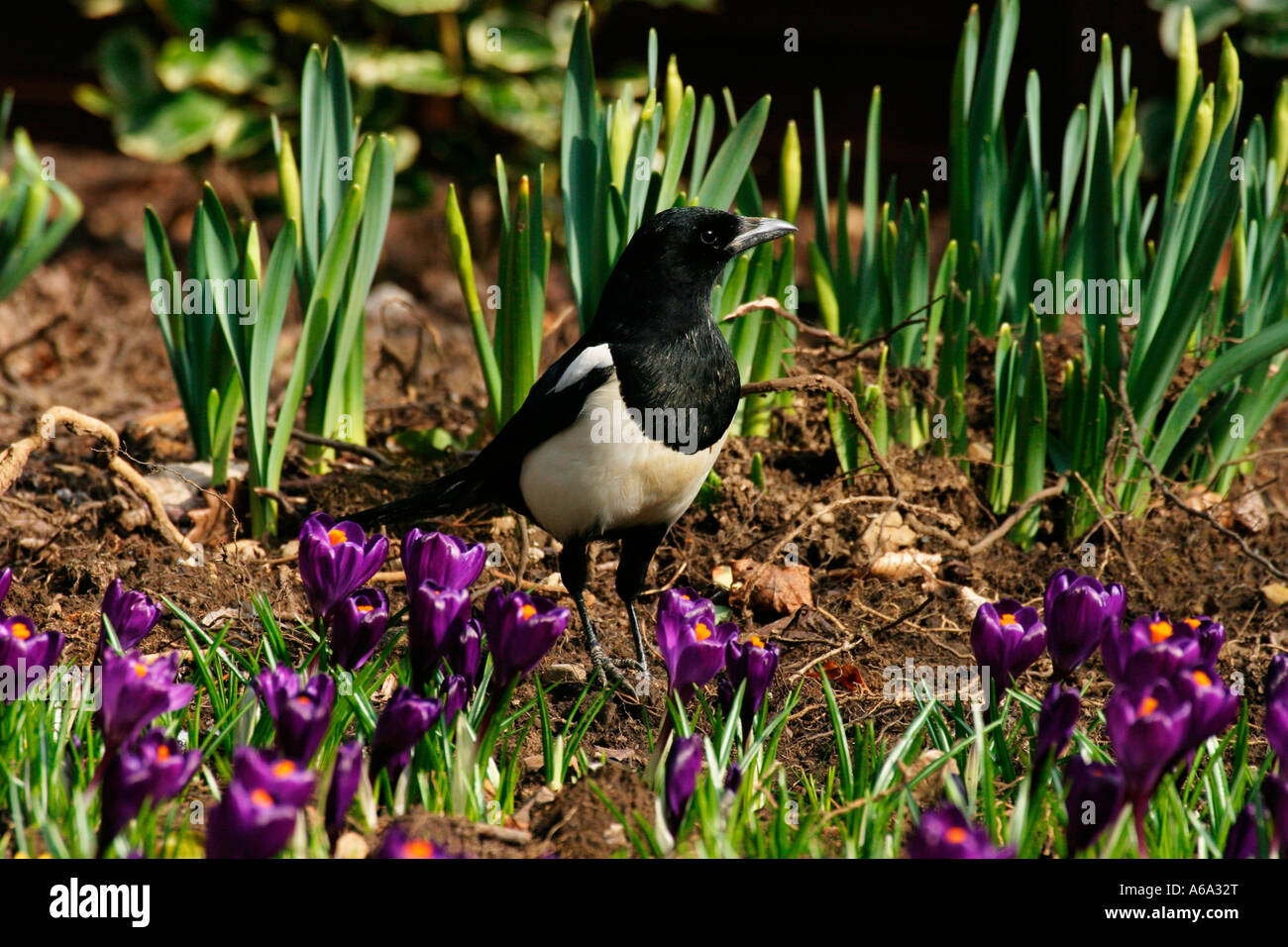 MAGPIE PICA PICA IN FLOWER BORDER FV Stock Photo - Alamy