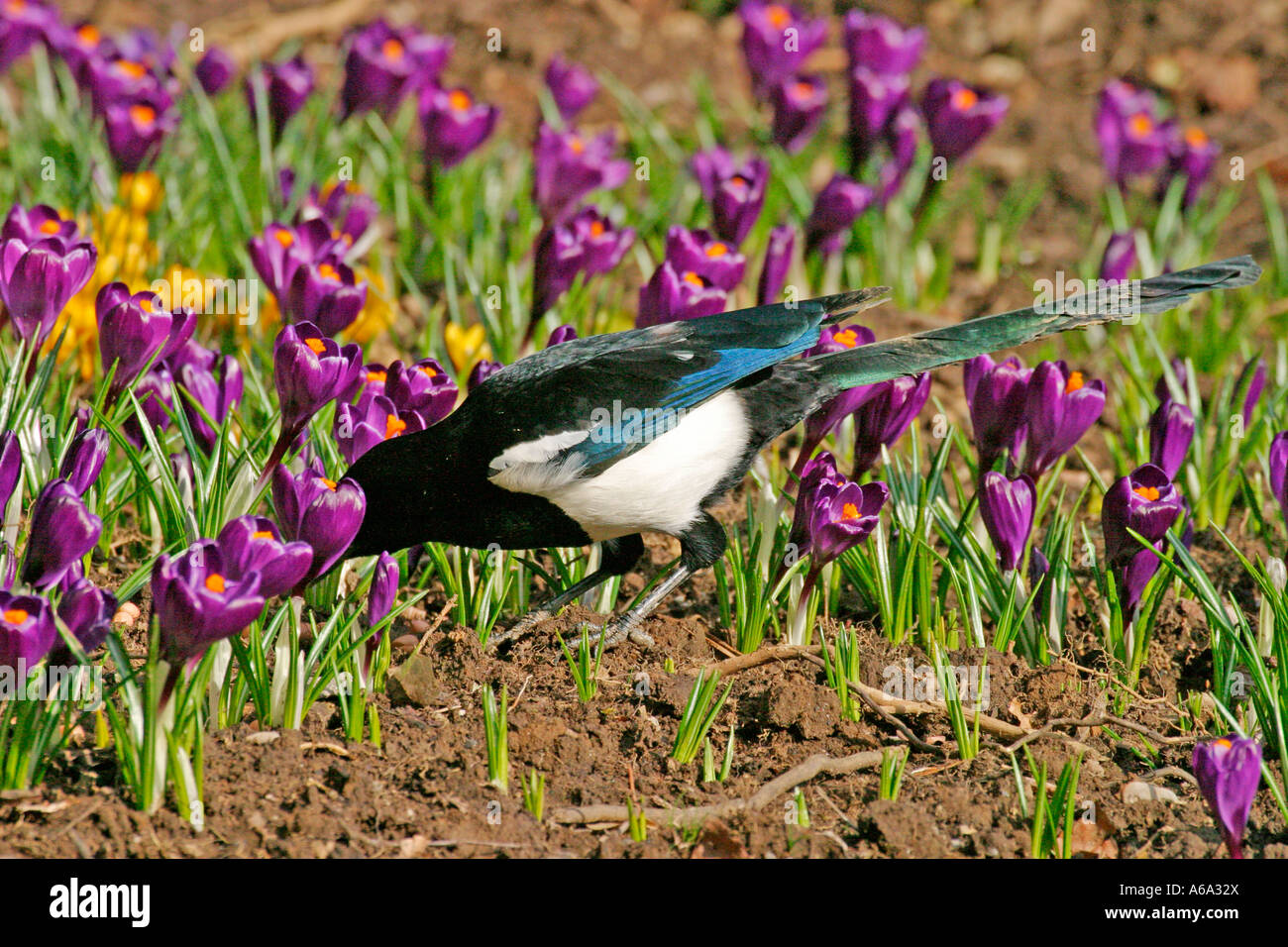 MAGPIE PICA PICA LOOKING FOR FOOD IN FLOWER BORDER Stock Photo - Alamy