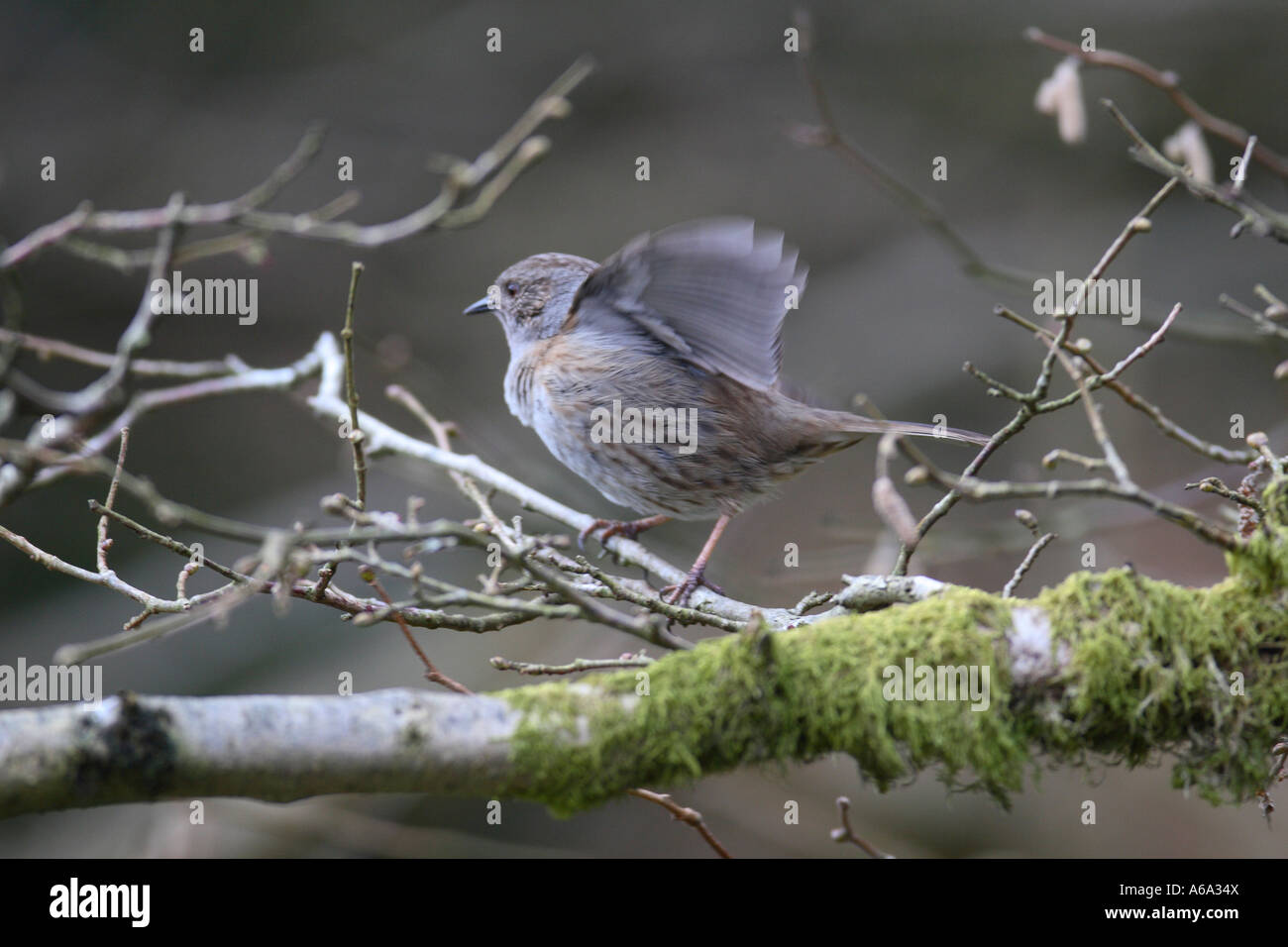 HEDGE SPARROW PRUNELLA MODULARIS WING FLAPPING ON BRANCH SV Stock Photo ...