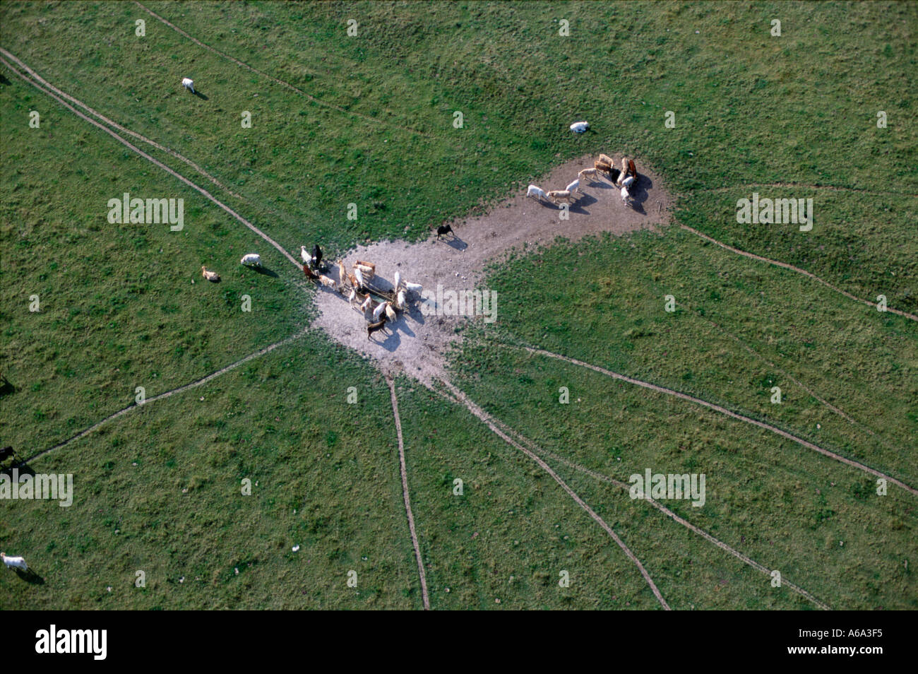 Aerial View of Cattle Feeding in centre of Wiltshire Field UK Stock ...