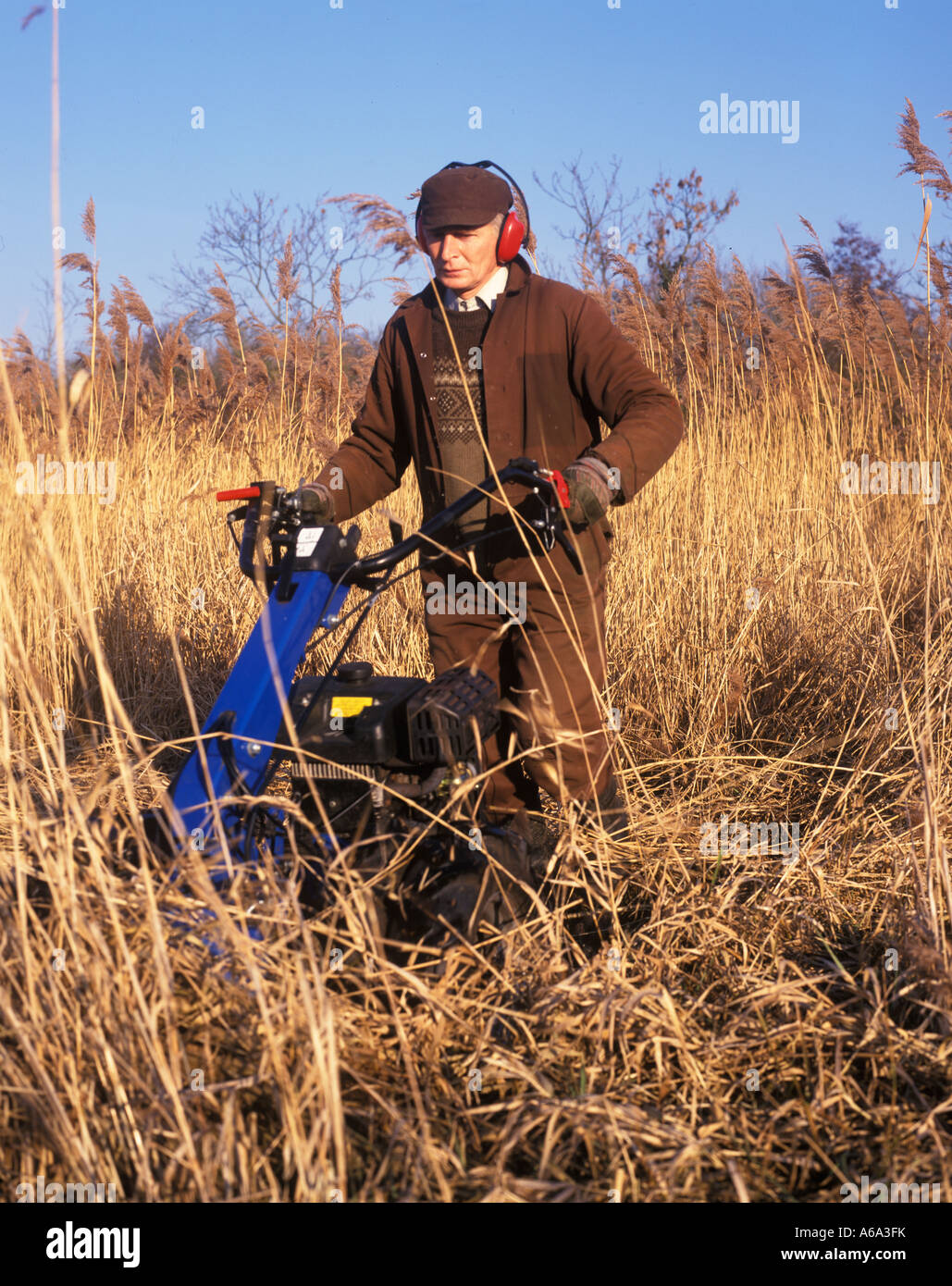 Reed cutter hi-res stock photography and images - Alamy