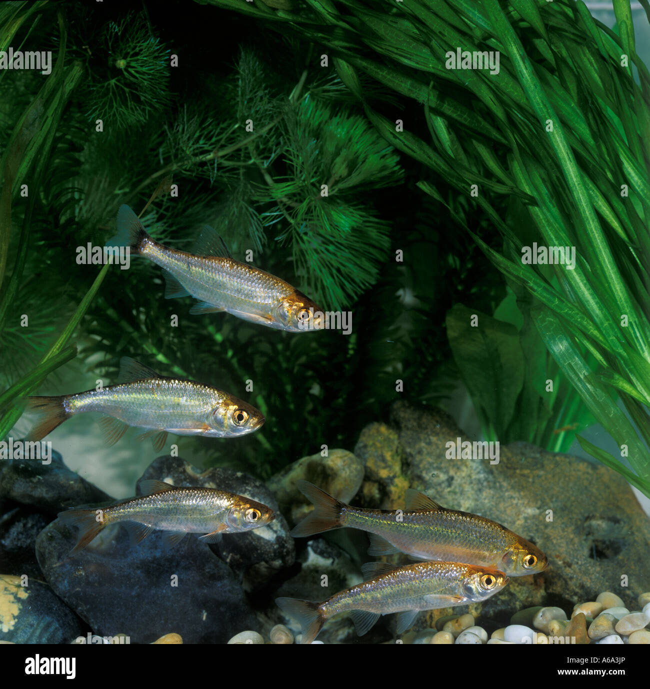 Golden rudd hi-res stock photography and images - Alamy
