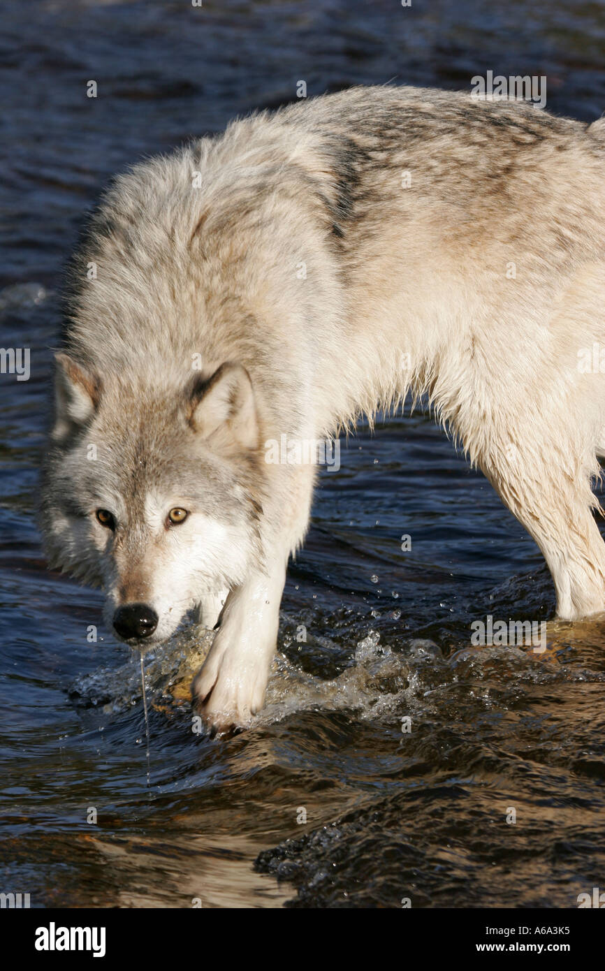 Timber Wolf in Northern Minnesota standing in a river Stock Photo - Alamy