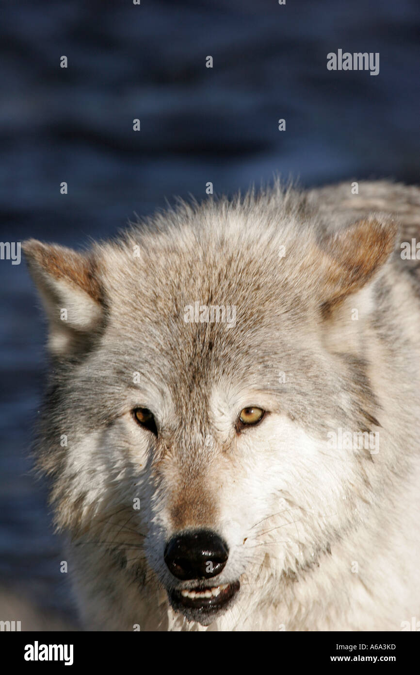 Timber Wolf in Northern Minnesota in an aggressive posture with his ...
