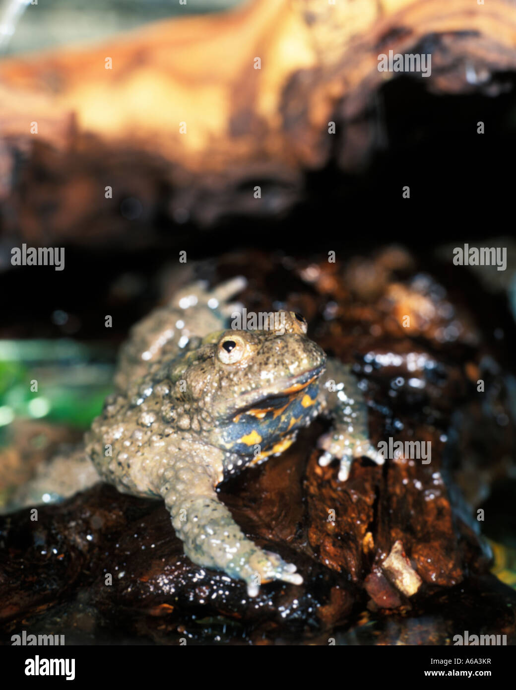 GIANT FIRE BELLIED TOAD CLIMBING OVER LOG FRONT VIEW Stock Photo - Alamy