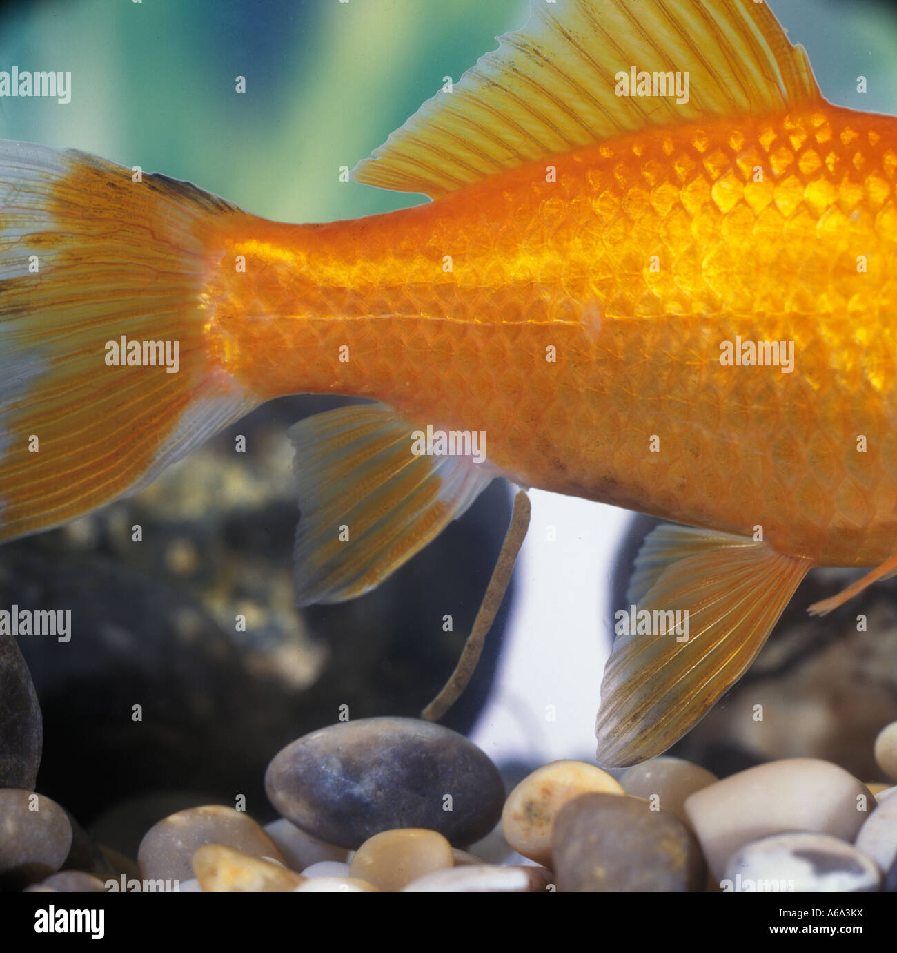 Usually a fish hi-res stock photography and images - Alamy