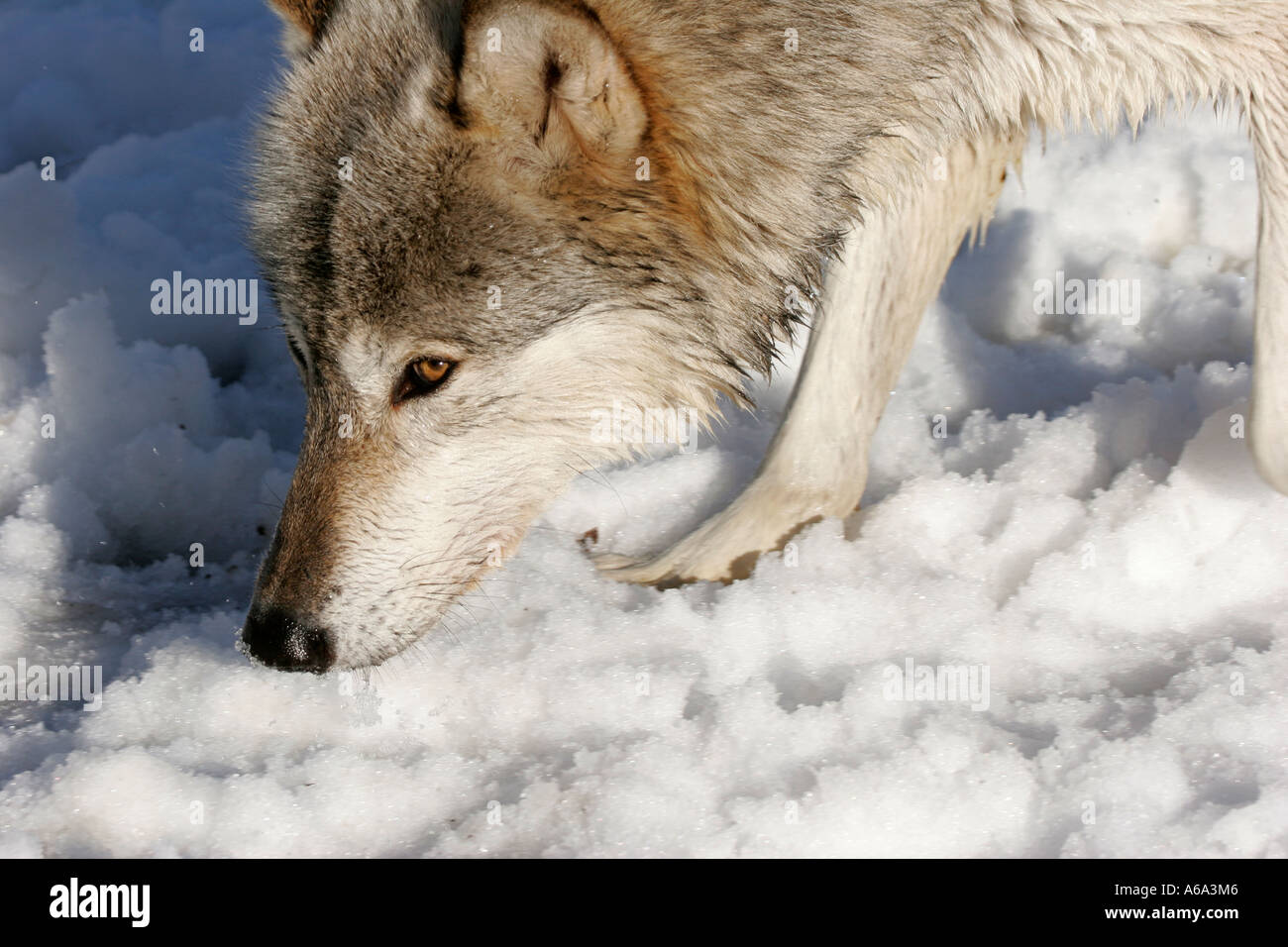Timber Wolf in Northern Minnesota Stock Photo - Alamy
