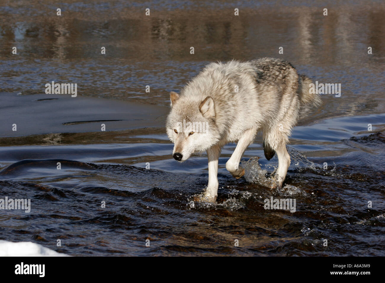 Timber Wolf in Northern Minnesota walking through a river Stock Photo ...