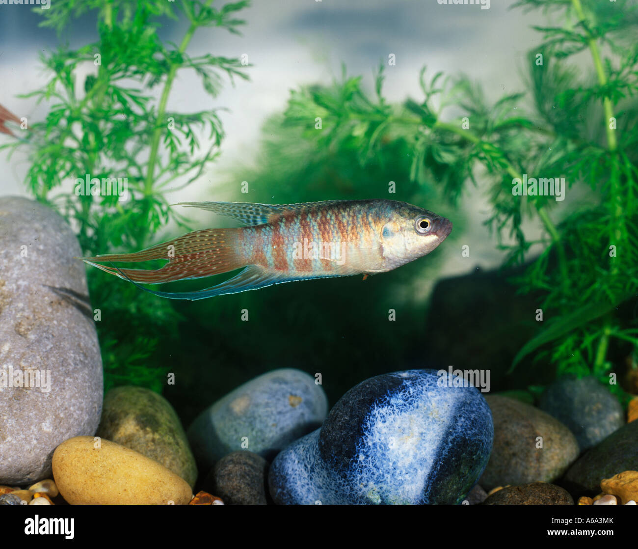 PARADISE FISH MALE SWIMMING SIDE VIEW Stock Photo - Alamy