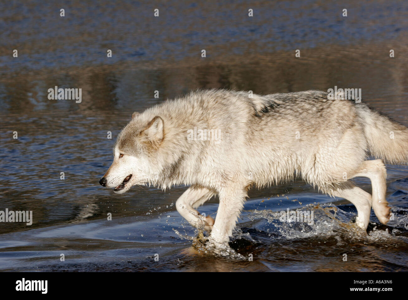 Timber Wolf in Northern Minnesota walking through a river Stock Photo ...