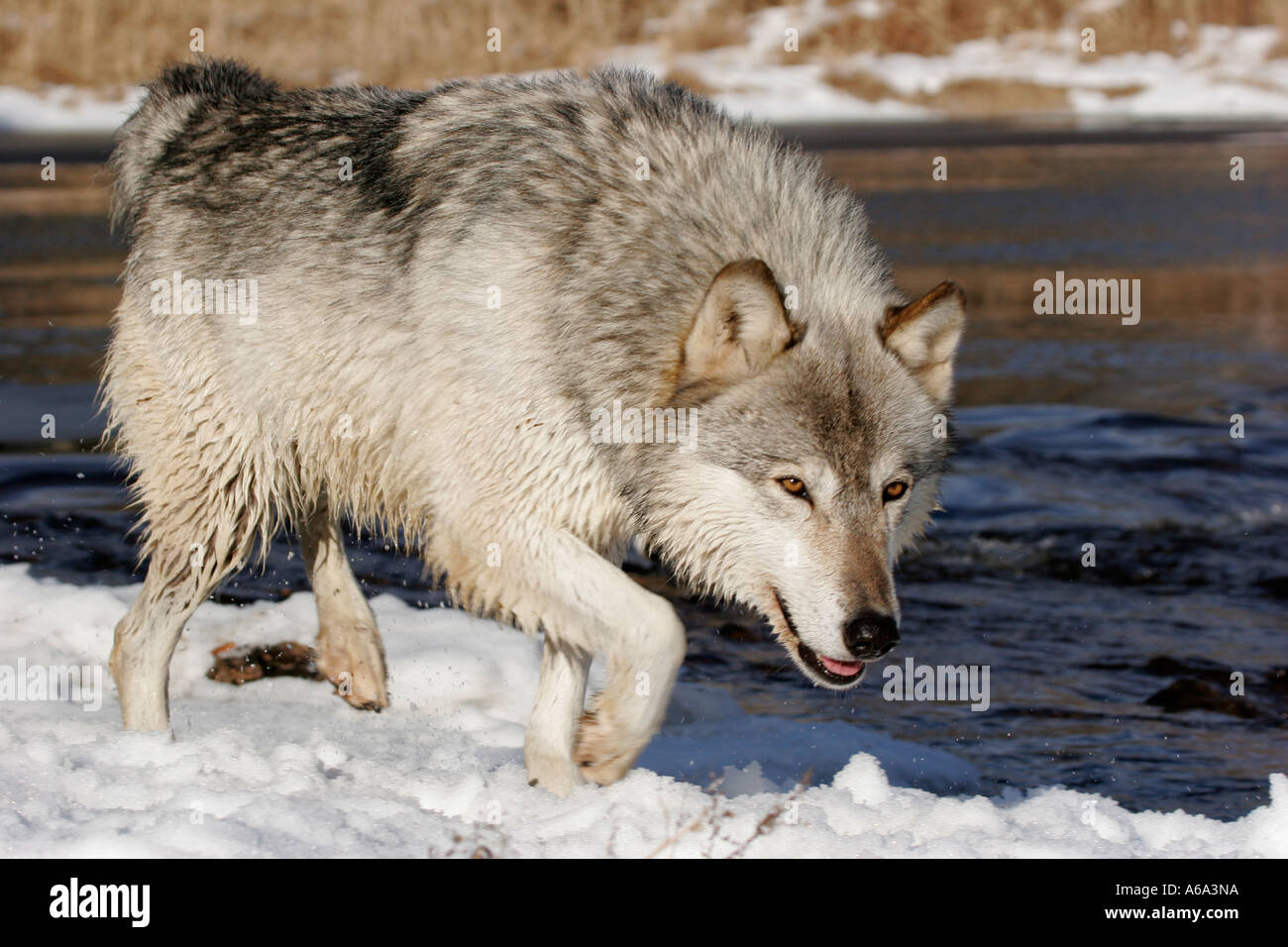 Timber Wolf in Northern Minnesota walking through the snow along a ...
