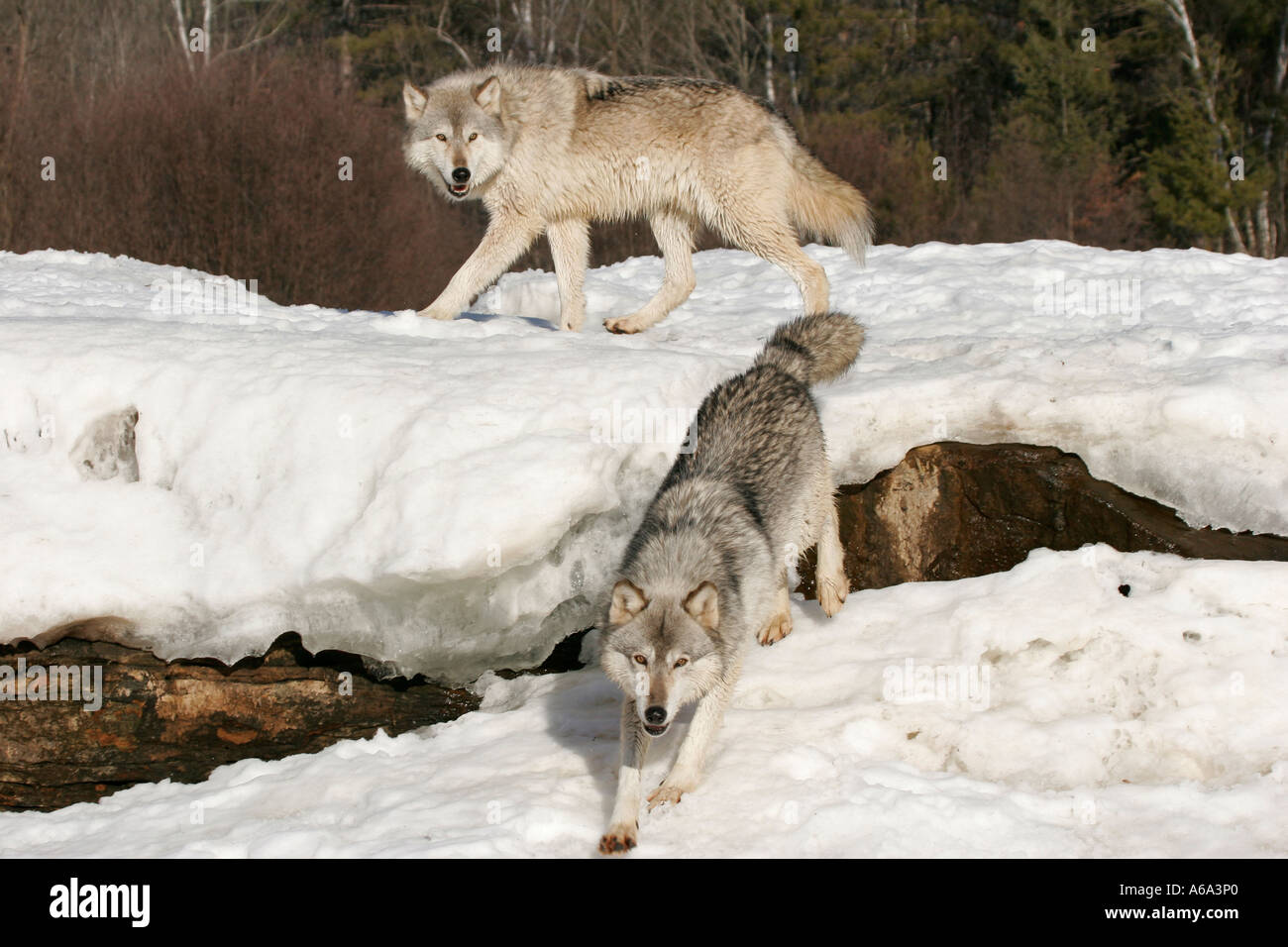 Two Timber Wolves in Northern Minnesota Stock Photo - Alamy