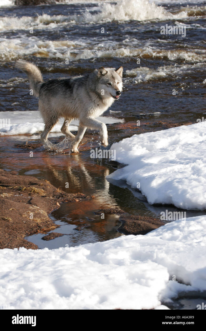 Timber Wolf in Northern Minnesota walking by a river with reflection in ...