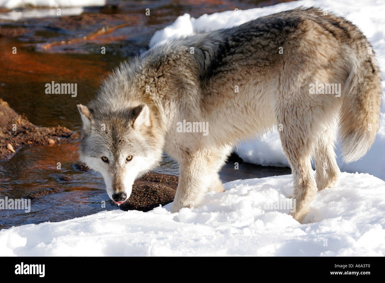 Timber Wolf in Northern Minnesota standing on the bank of a river Stock ...