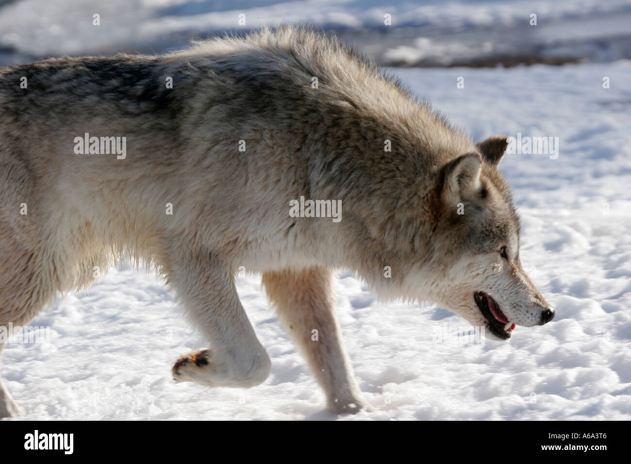 Timber Wolf in Northern Minnesota walking in the snow Stock Photo - Alamy
