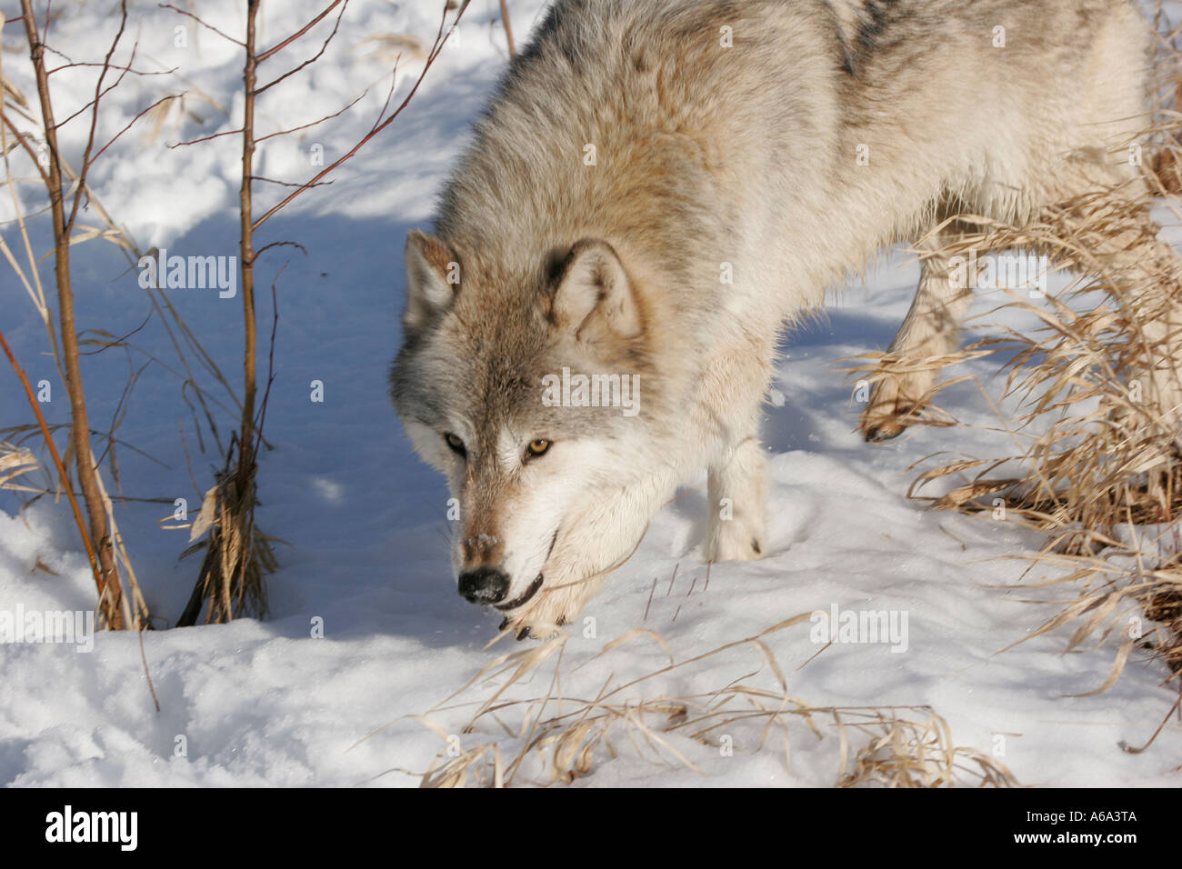 Timber Wolf in Northern Minnesota walking through the brush Stock Photo ...