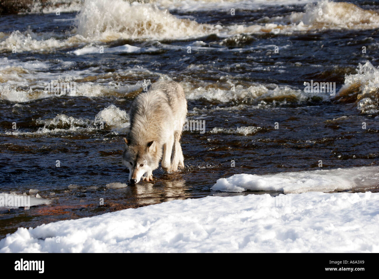 Timber Wolf in Northern Minnesota standing in a river Stock Photo - Alamy