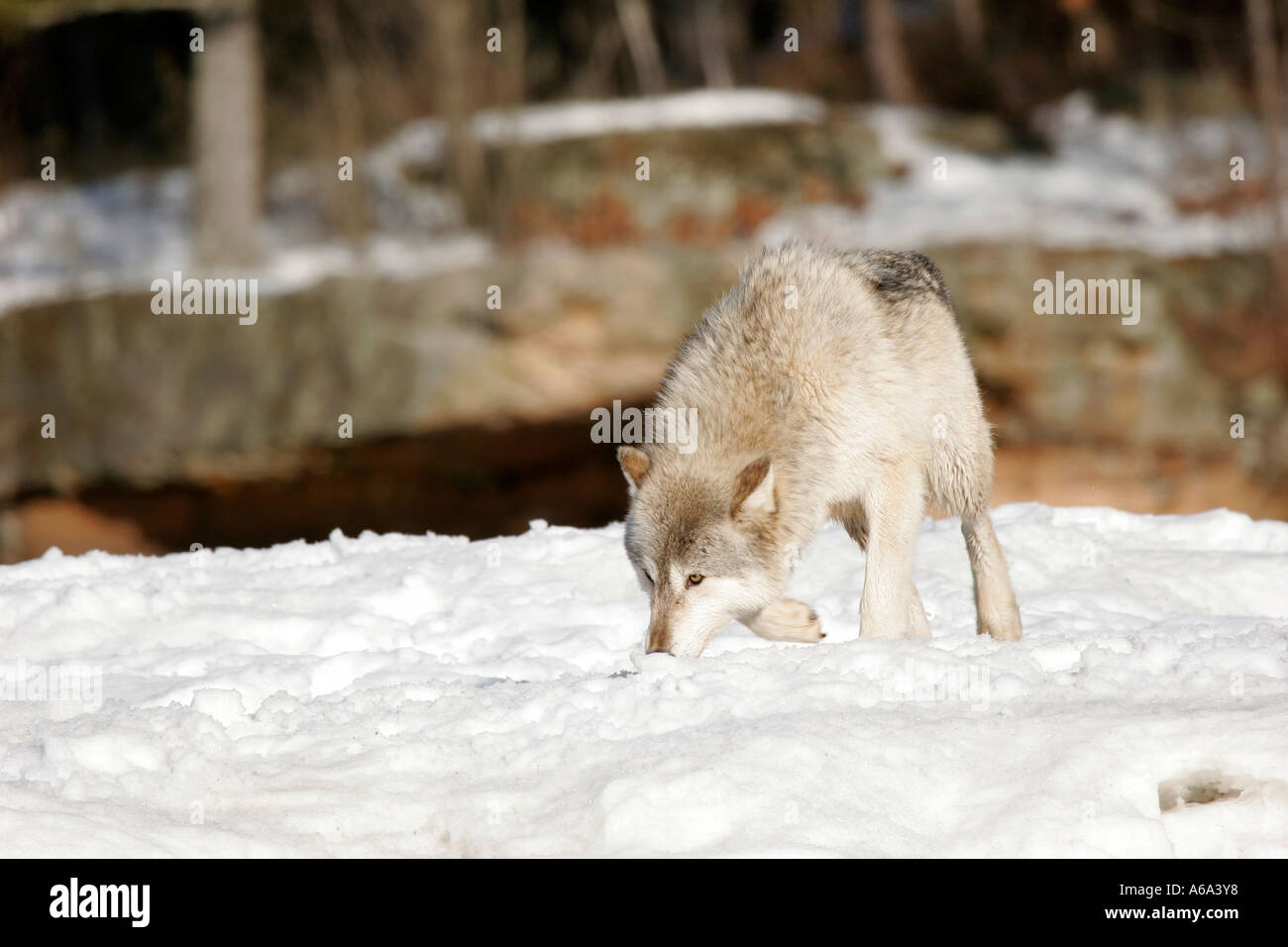 Timber Wolf in Northern Minnesota walking through the snow next to a ...