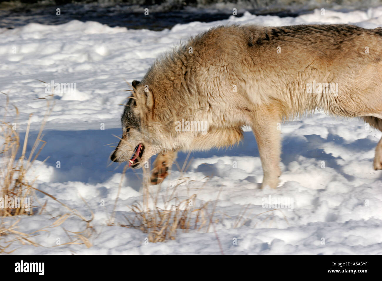 Timber Wolf in Northern Minnesota walking through the snow Stock Photo ...