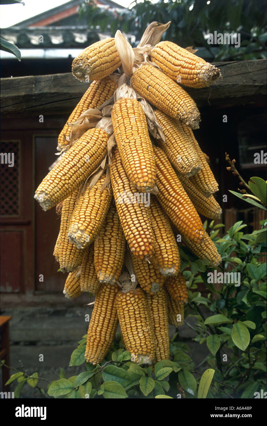 Drying maize outside tied together in bunch hi-res stock photography ...