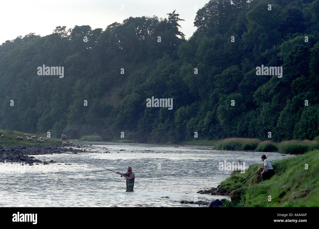 Salmon fishing on the tweed hi-res stock photography and images - Alamy