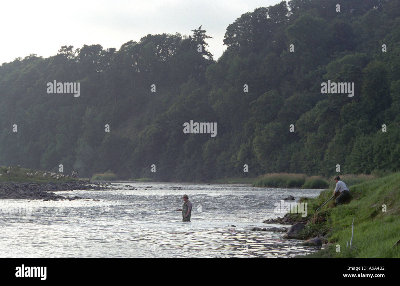 Salmon fishing on river Tweed Stock Photo - Alamy