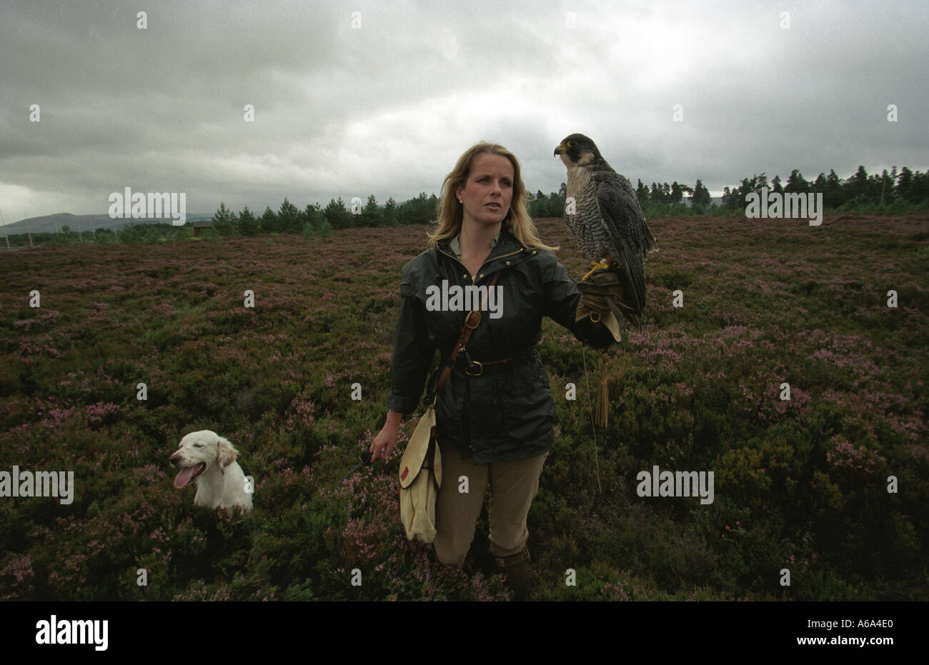 Emma Ford of British School of Falconry at Gleneagles Stock Photo - Alamy
