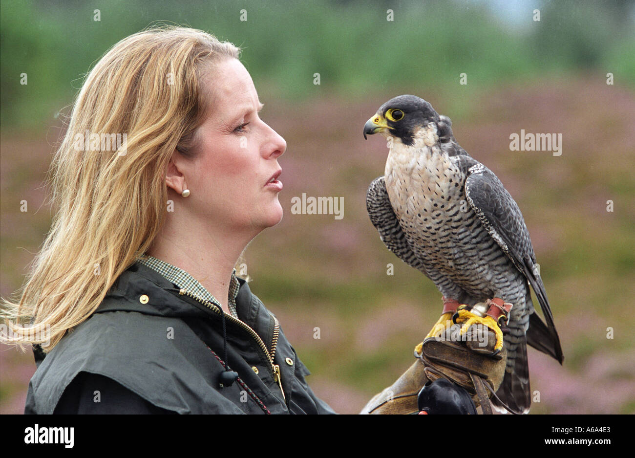 Emma Ford of British School of Falconry at Gleneagles Stock Photo - Alamy
