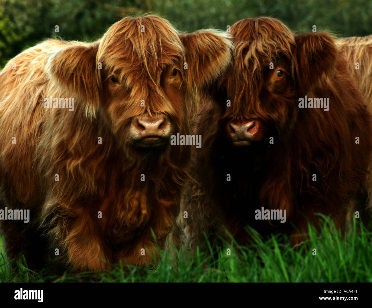 Two highland cows Stock Photo - Alamy