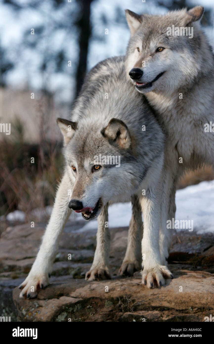 Two Timber Wolves in Northern Minnesota Stock Photo - Alamy