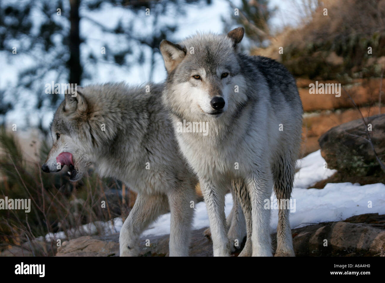 Two Timber Wolves in Northern Minnesota Stock Photo - Alamy
