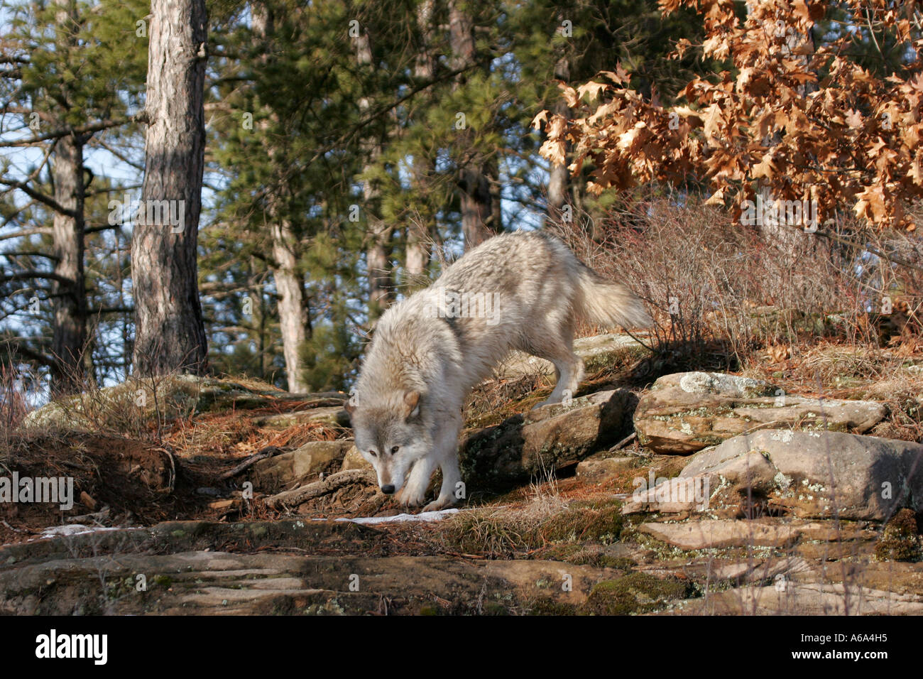 Timber Wolf in Northern Minnesota walking along the rocks Stock Photo ...