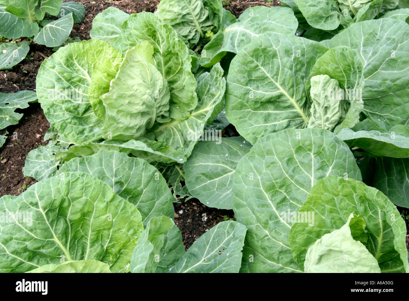 Cabbage Spring Hero matures in late March and April with large ...