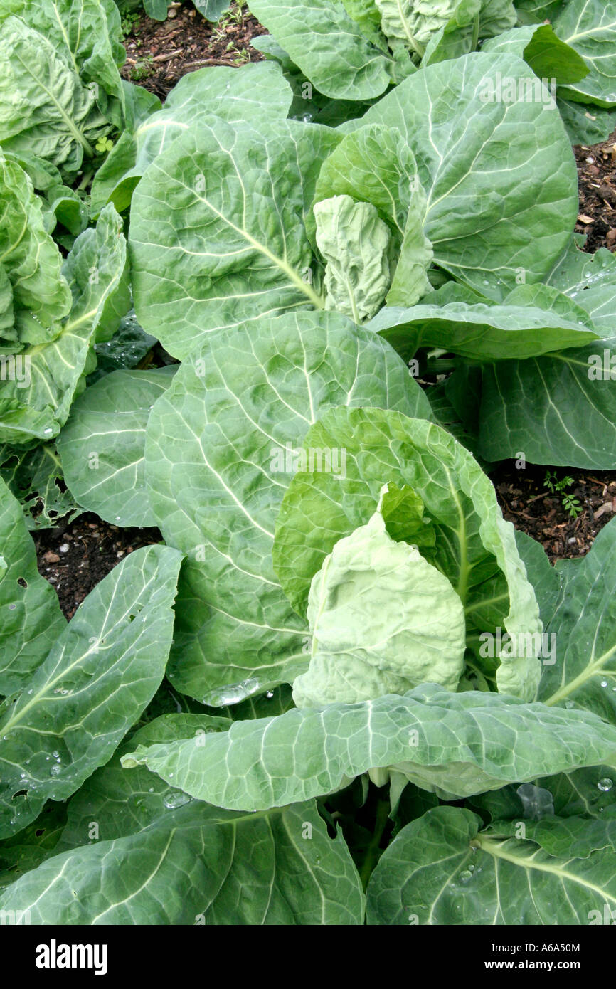 Cabbage Spring Hero matures in late March and April with large ...