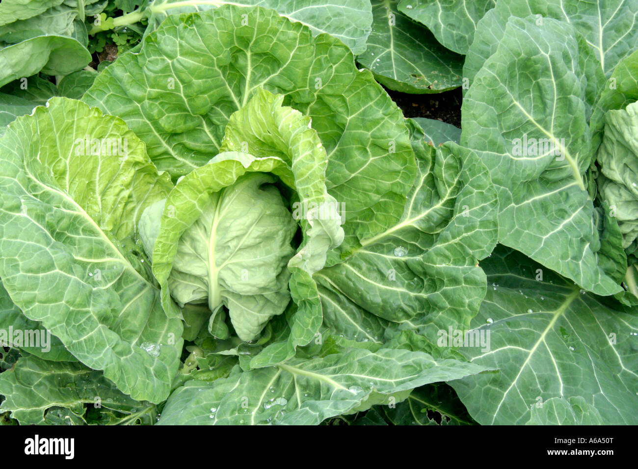 Cabbage Spring Hero matures in late March and April with large ...