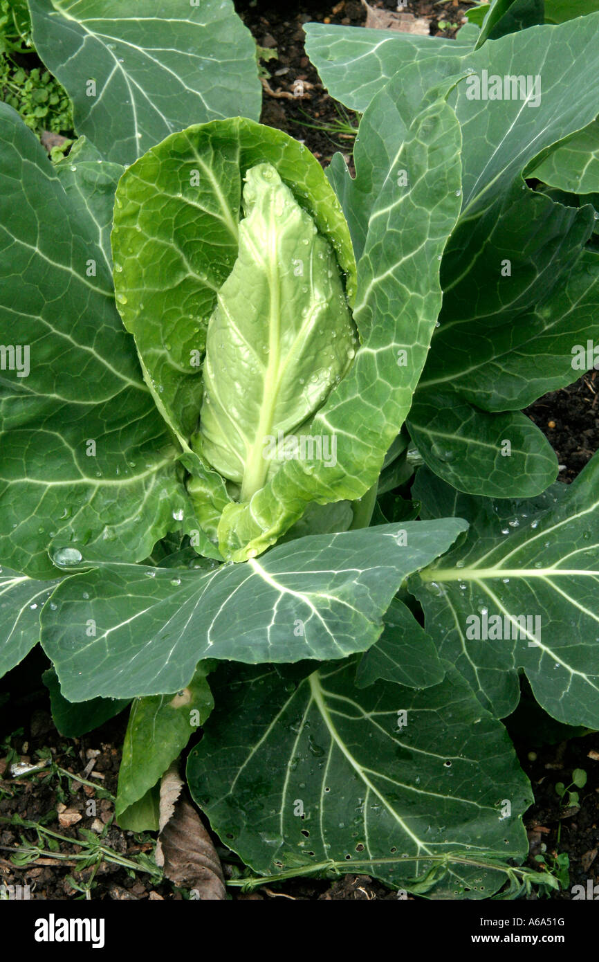 Cabbage Pixie matures in late March and April with pointed heads on a ...