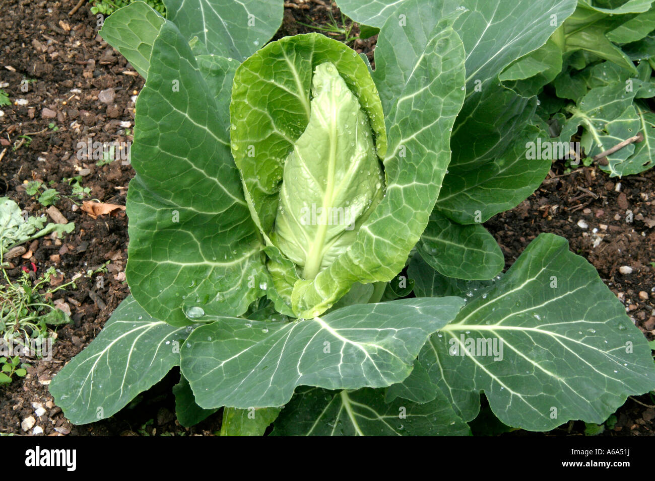Cabbage Pixie matures in late March and April with pointed heads on a ...