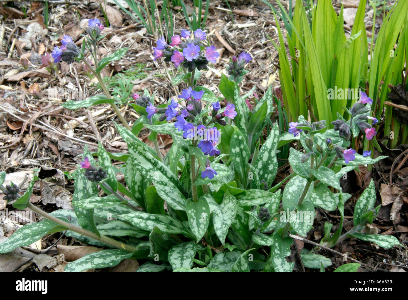Pulmonaria Margery Fish March 14 Stock Photo - Alamy