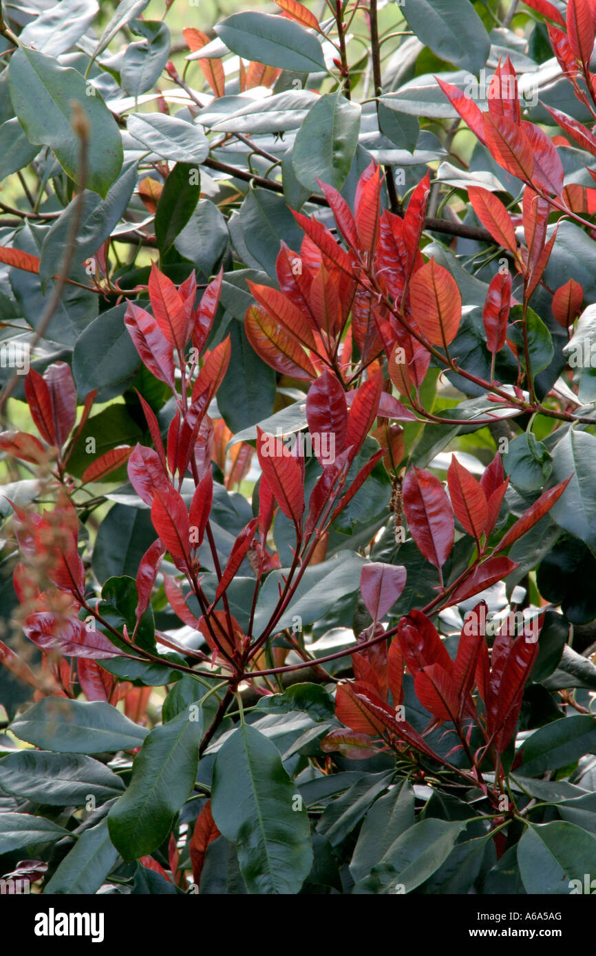 Photina hi-res stock photography and images - Alamy