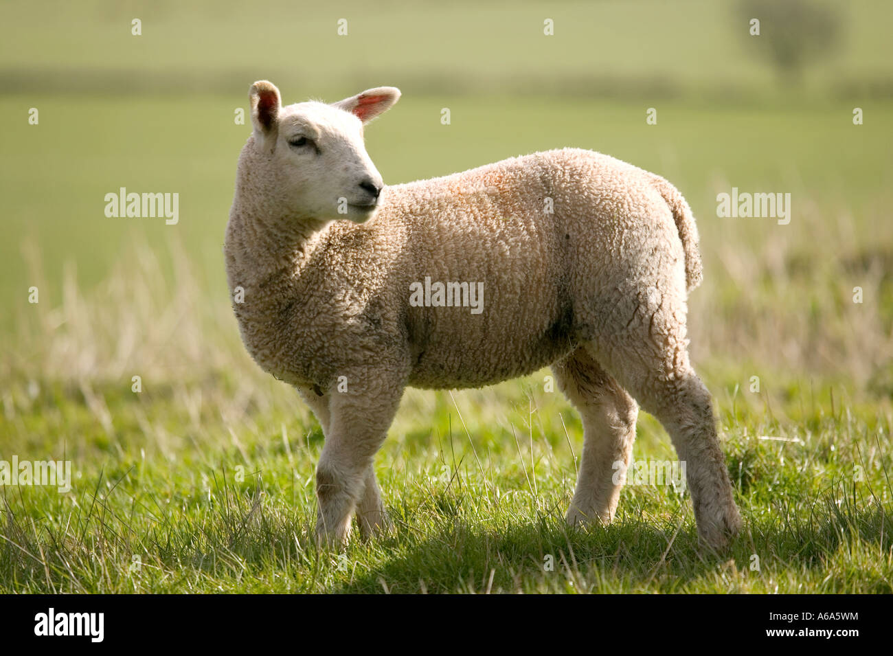 Baby sheep hi-res stock photography and images - Alamy