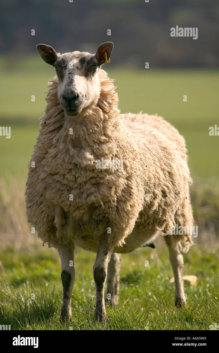 Sheered hi-res stock photography and images - Alamy