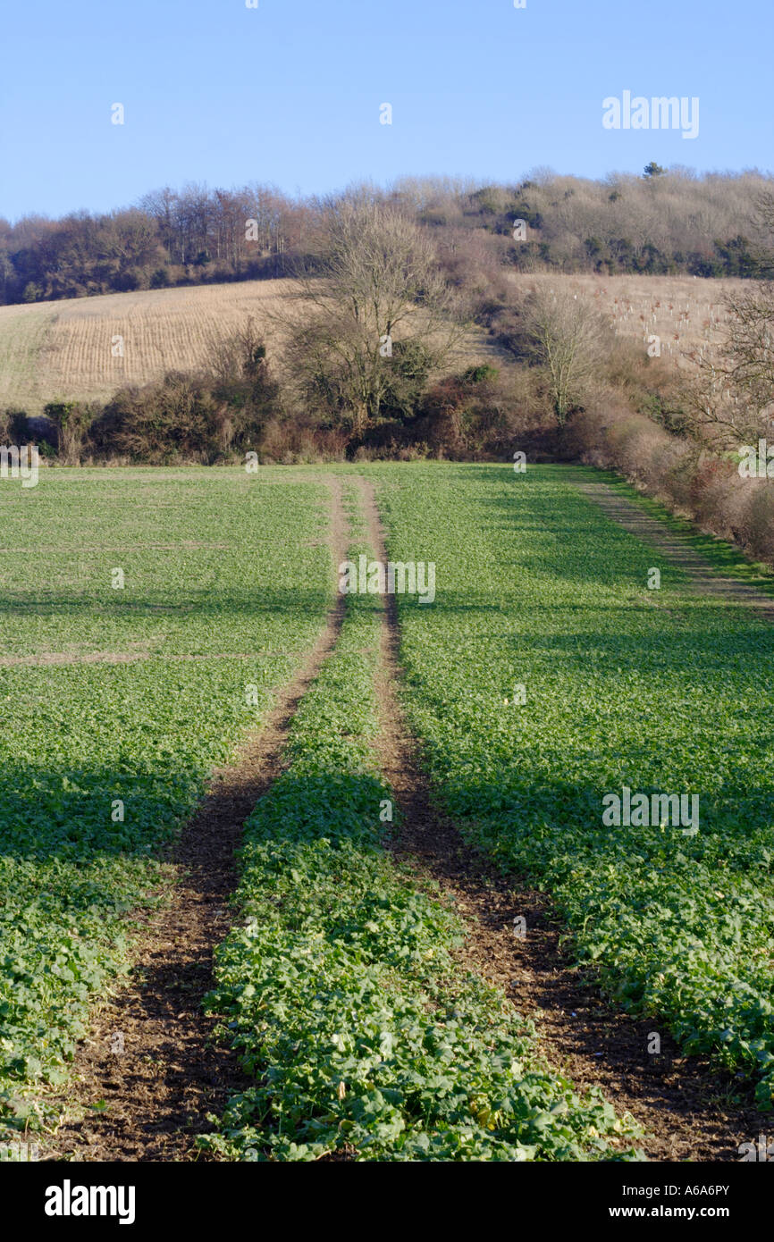 Track through field hi-res stock photography and images - Alamy
