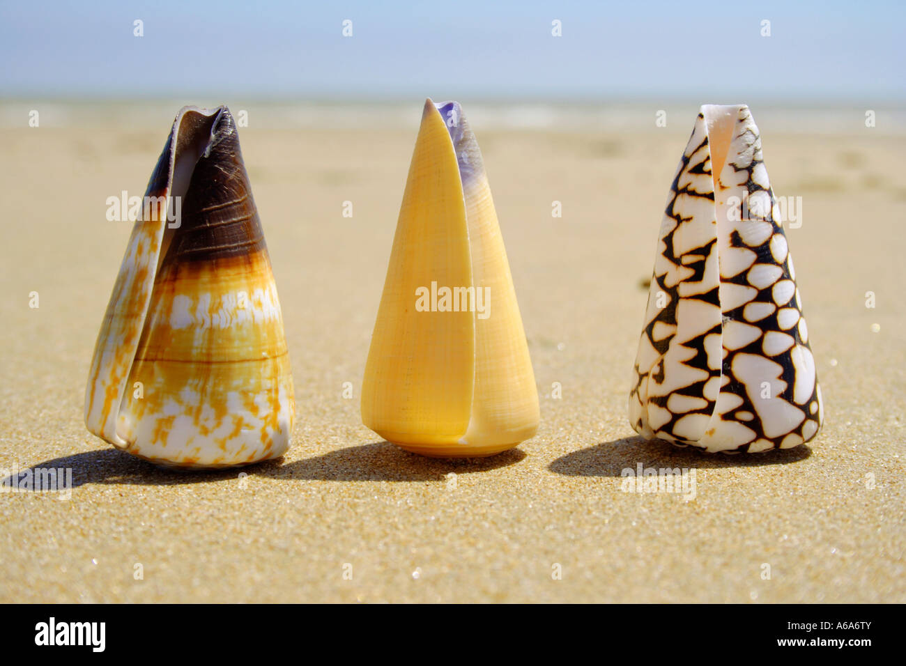 three shells on a beach Stock Photo - Alamy