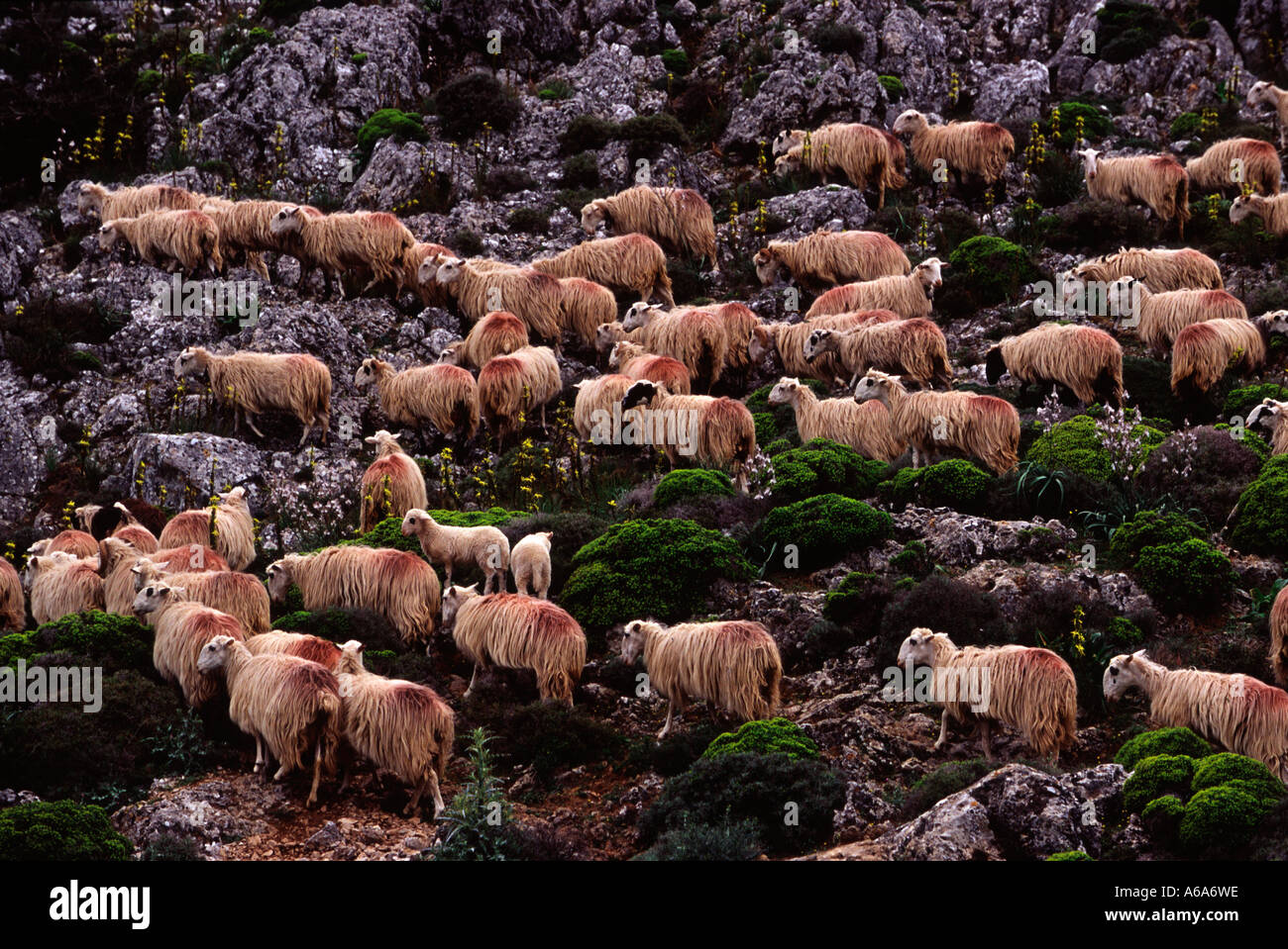 Sheeps fleece hi-res stock photography and images - Alamy