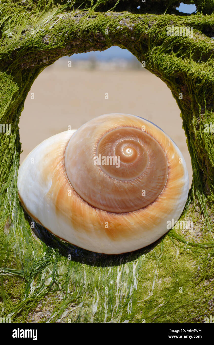 shell resting in a gap on a beach gryone Stock Photo - Alamy