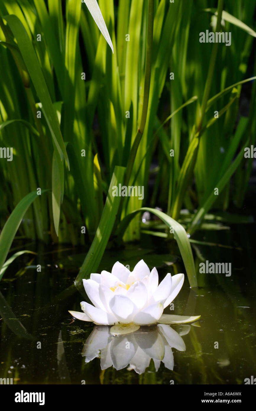 single water Lily Nymphaeaceae Stock Photo - Alamy