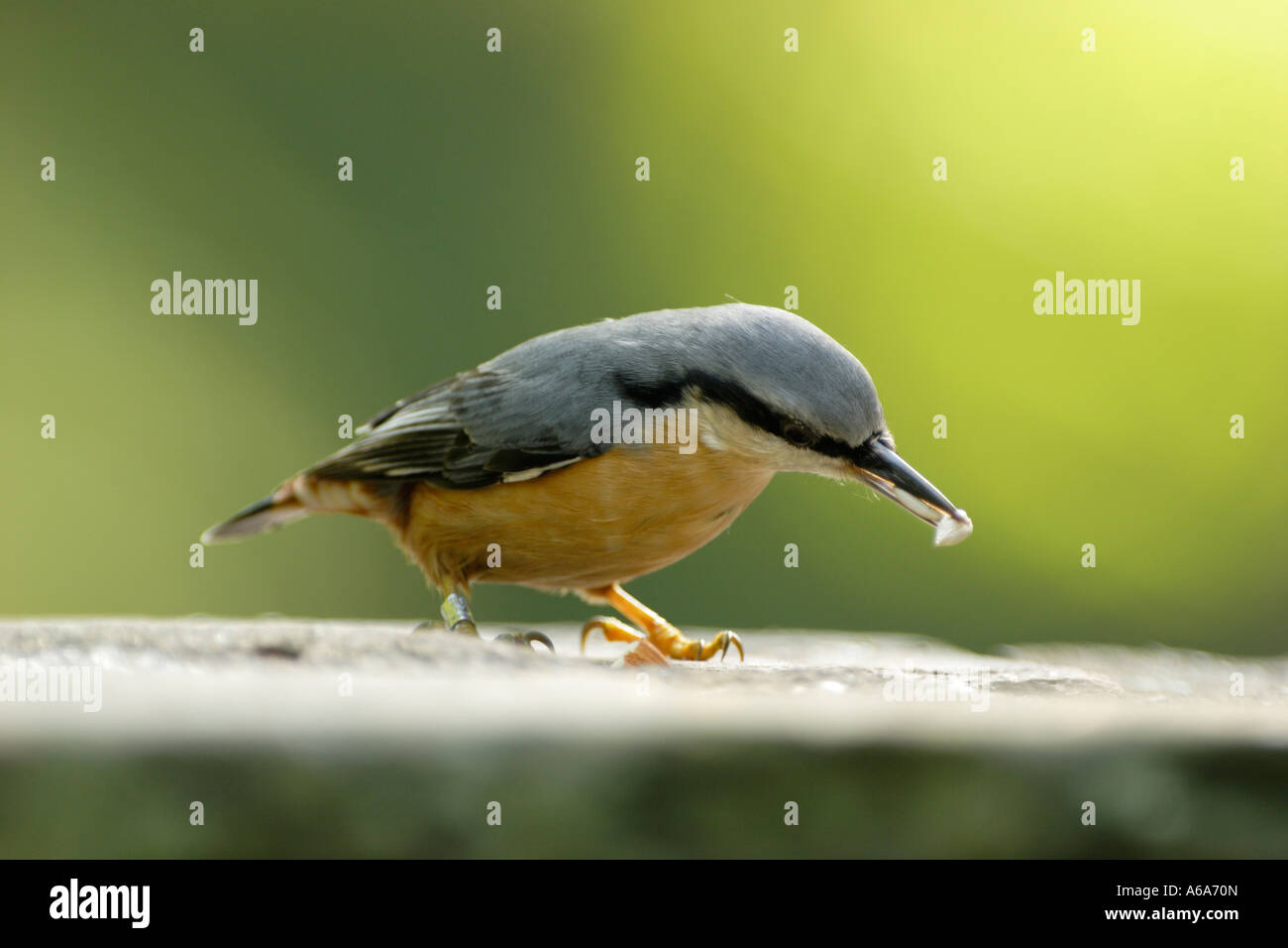 EUROPEAN NUTHATCH Sitta europaea, taking a seed at a bird table Stock ...