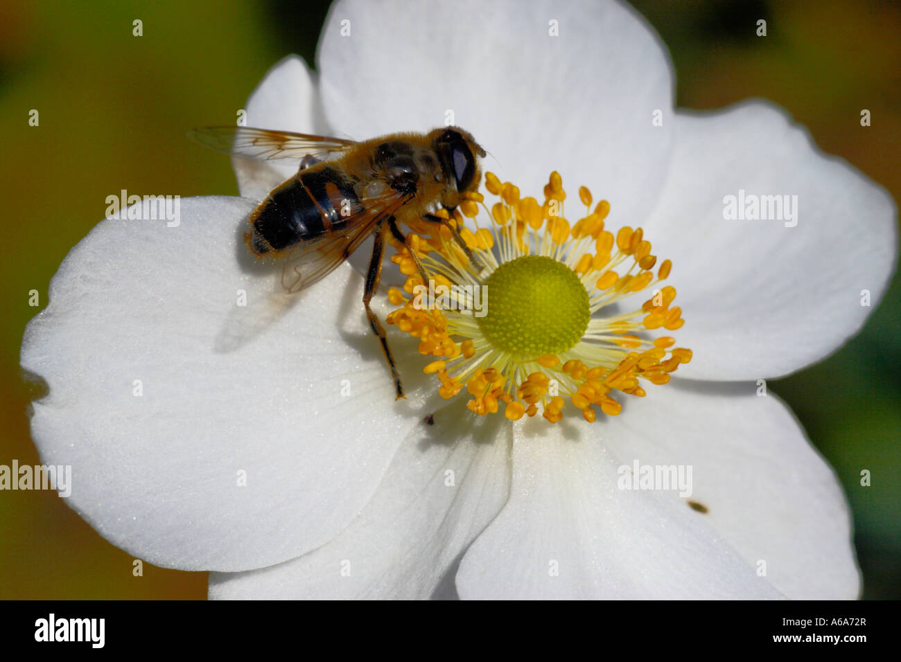BEE ON Japanese Anemone, Anemone japonica Stock Photo - Alamy